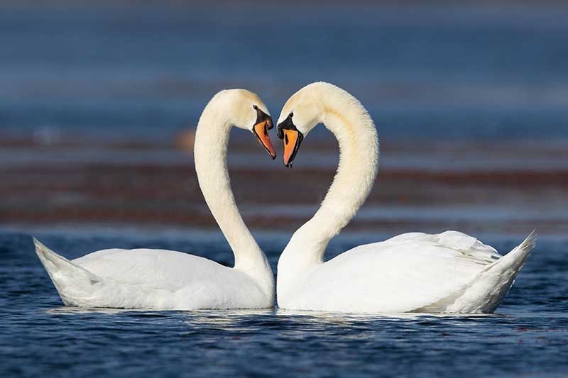 The Wild Swans at Coole – Ms Cotter's Class